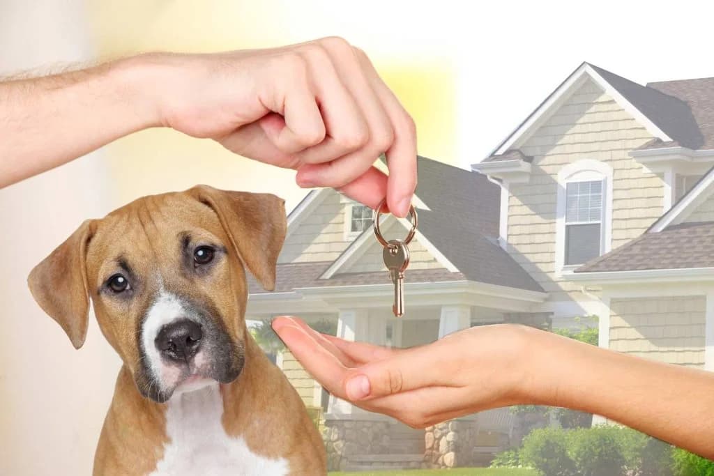 O que é House Sitting? - Lugares - Viajantes Net